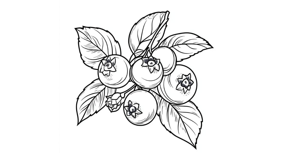 Blueberry Coloring Pages