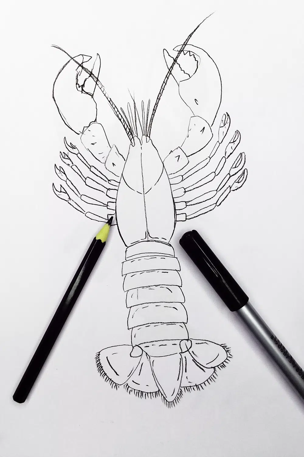 Simple Lobster Drawing Ideas